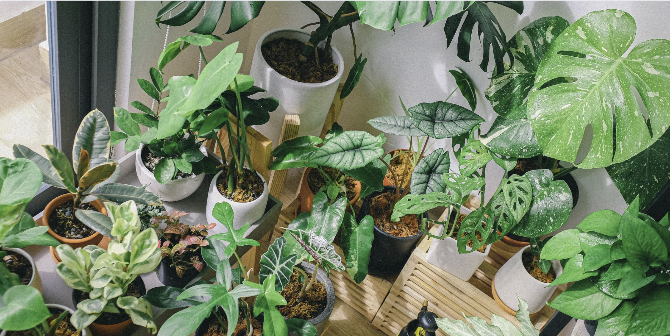 Why Do My Plants Look Stressed (Even With Good Light)? | UrbaneEight ...