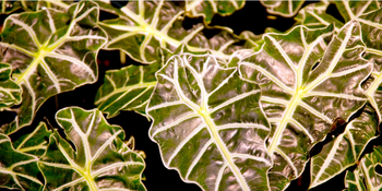 What Is a Corm? A Beginner’s Guide to Growing Plants from Corms ...