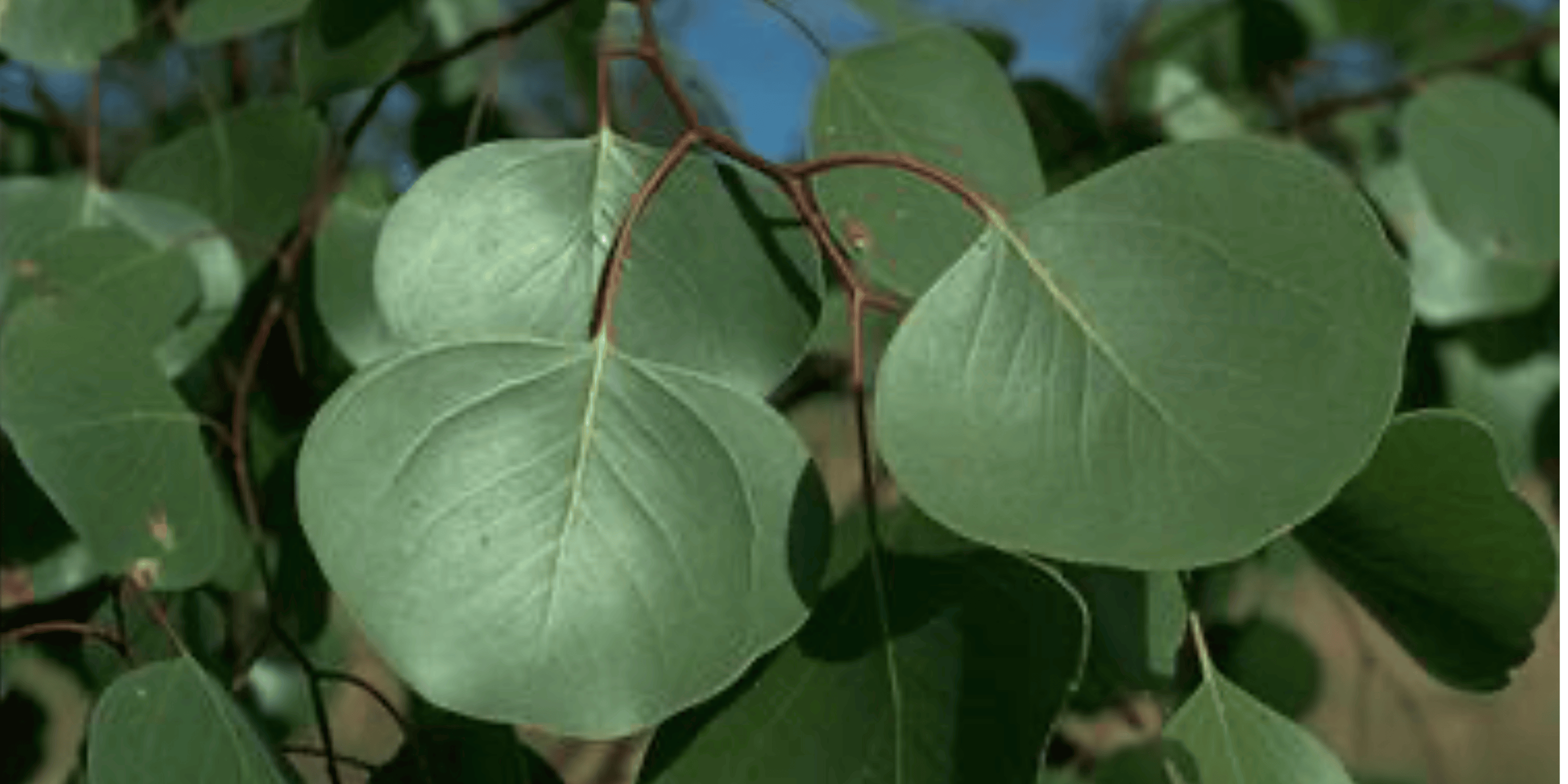 Eucalyptus Populnea Care Guide for Containers | Urbane Eight – Urbane ...