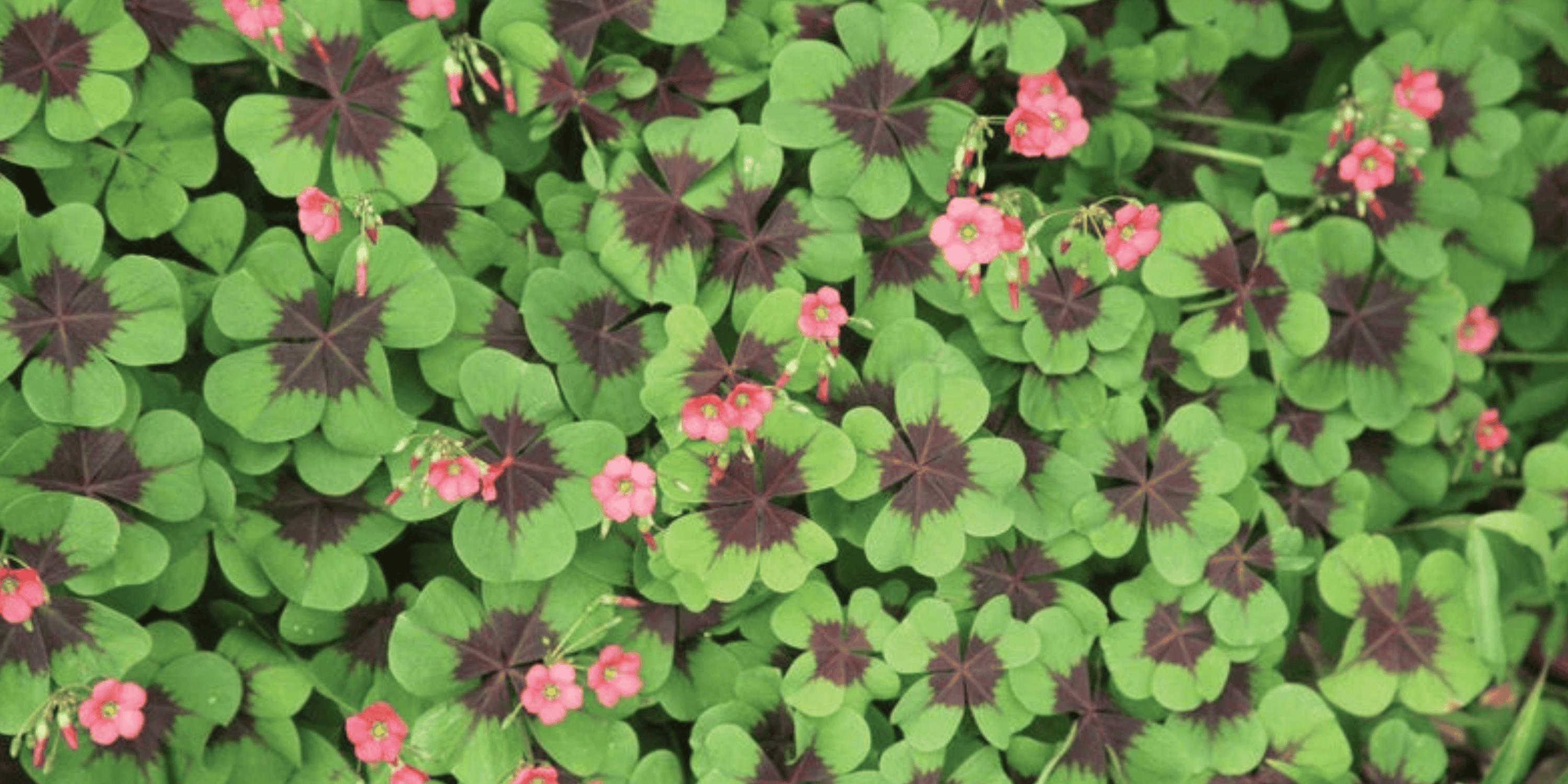 Iron Cross Shamrock Care Guide | Urbane Eight – Urbane Eight Inc.