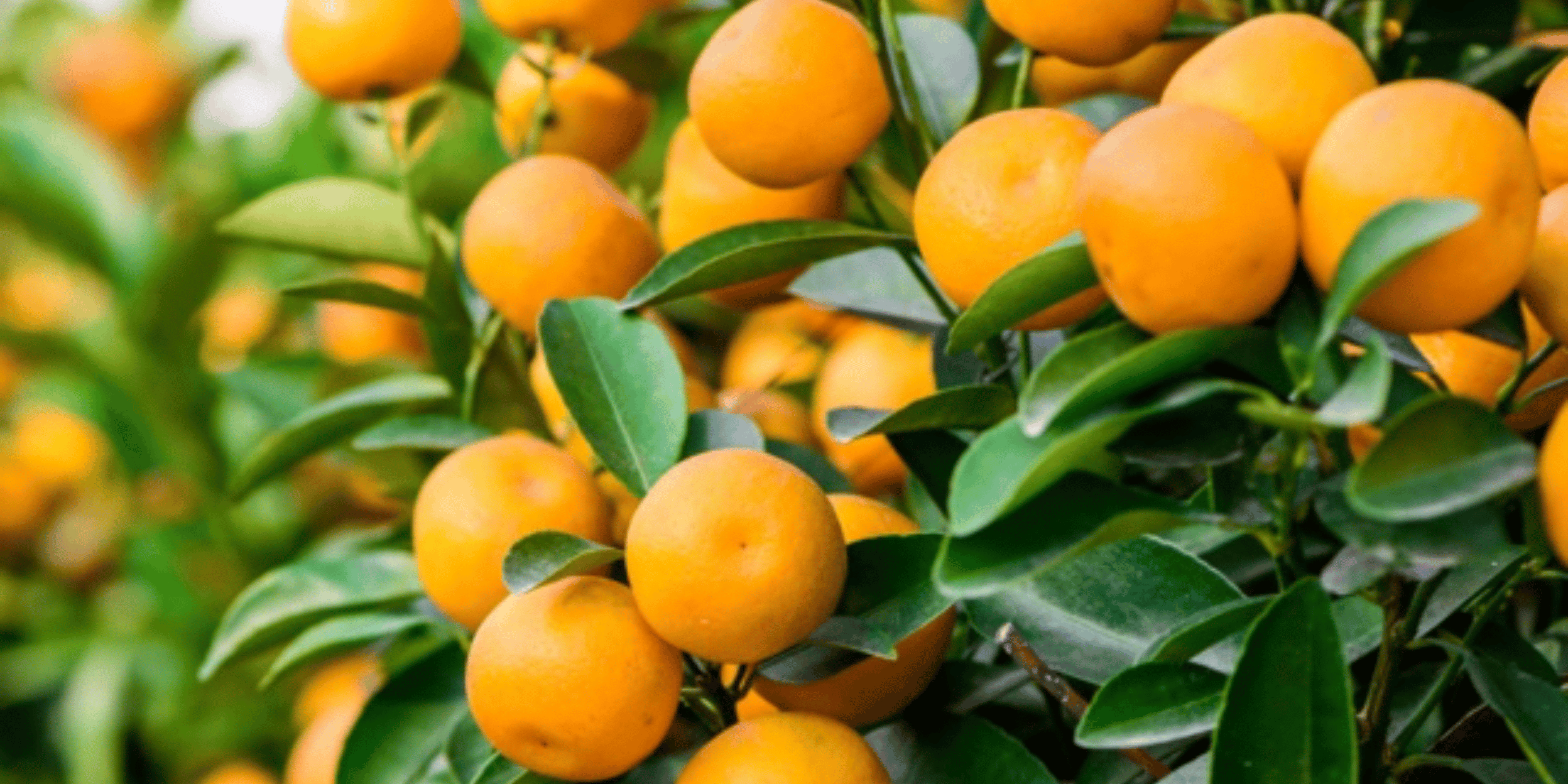 Navel Orange Tree Care Guide | Urbane Eight – Urbane Eight Inc.