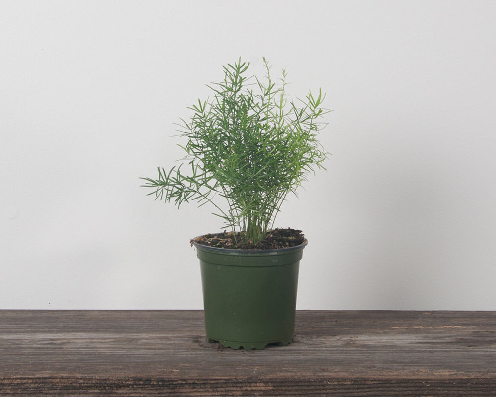 Sprengeri Fern (Asparagus densiflorus 'Sprengeri') – Urbane Eight Inc.