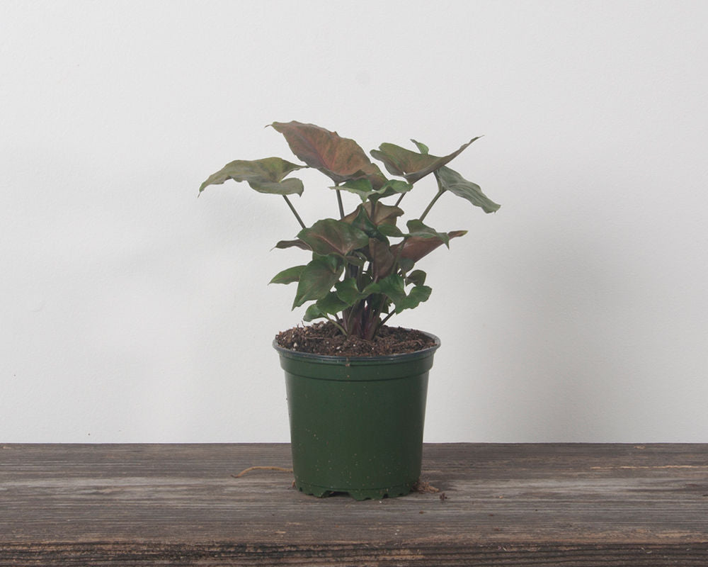 Nephthytis Merry Maria Plant – Urbane Eight Inc.