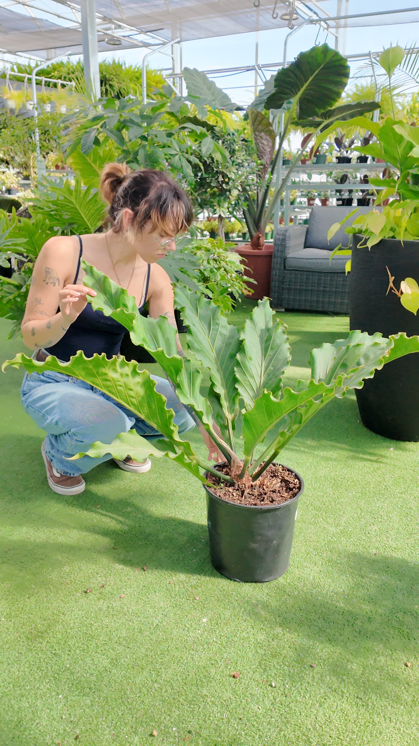 Anthurium Hookerii – Urbane Eight Inc.