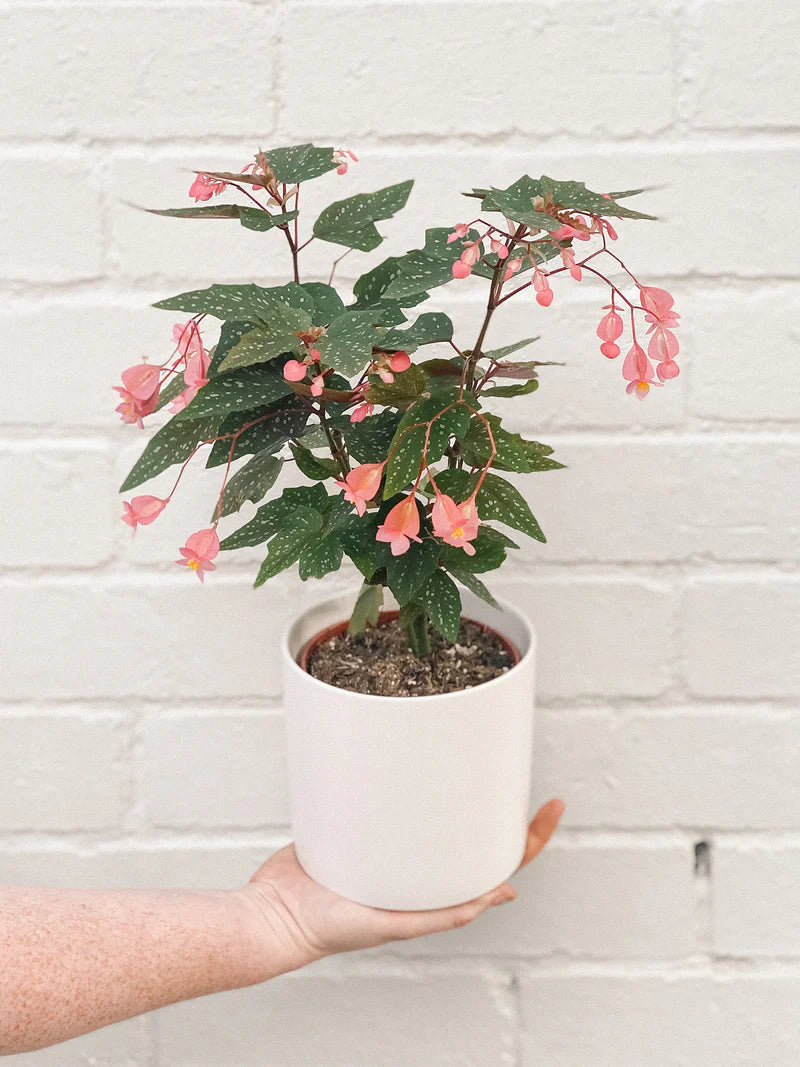 Begonia ‘Pink Angel Wing’ (Begonia coccinea) – Urbane Eight Inc.