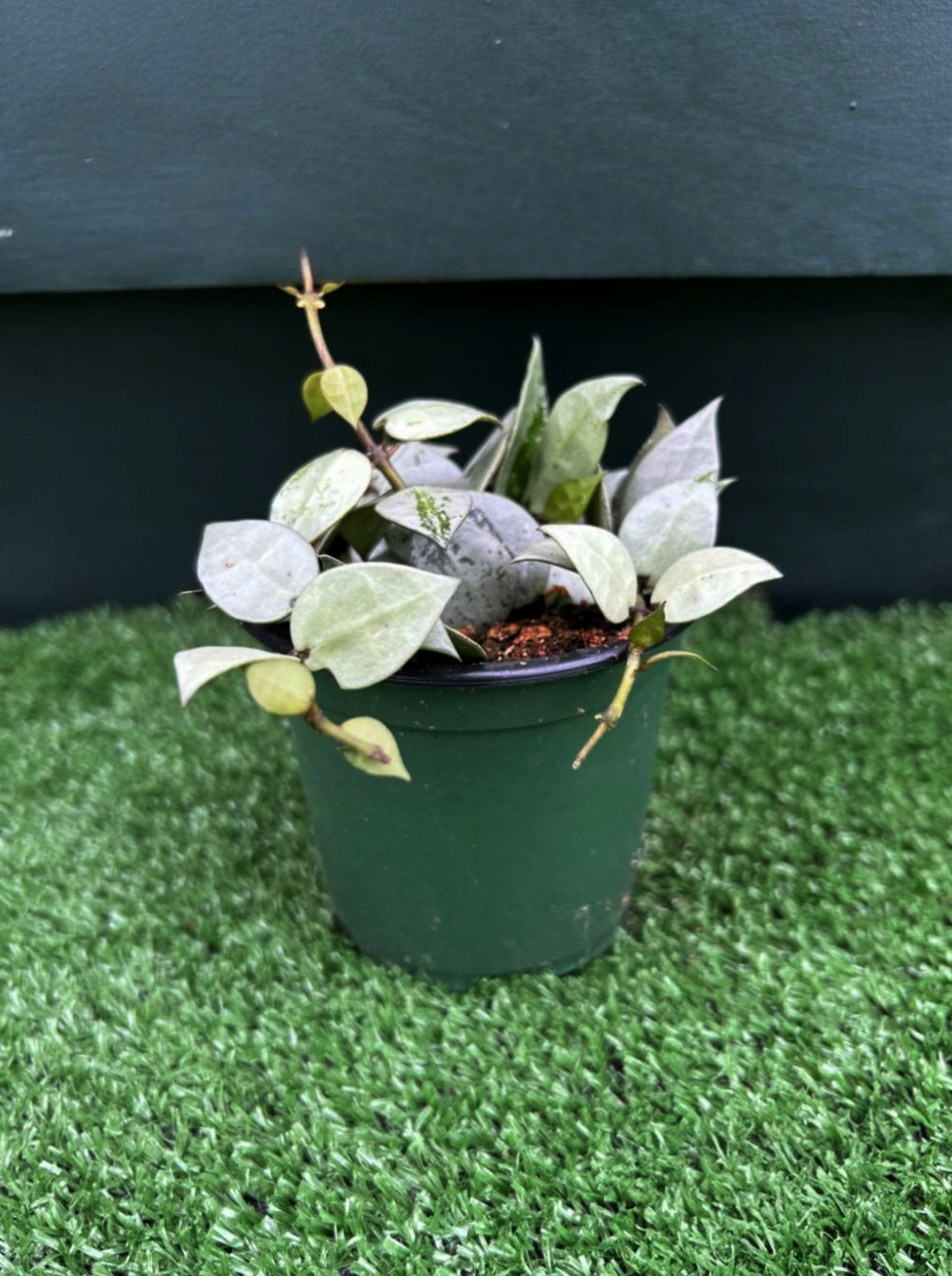 Hoya Krohniana Silver – Urbane Eight Inc.