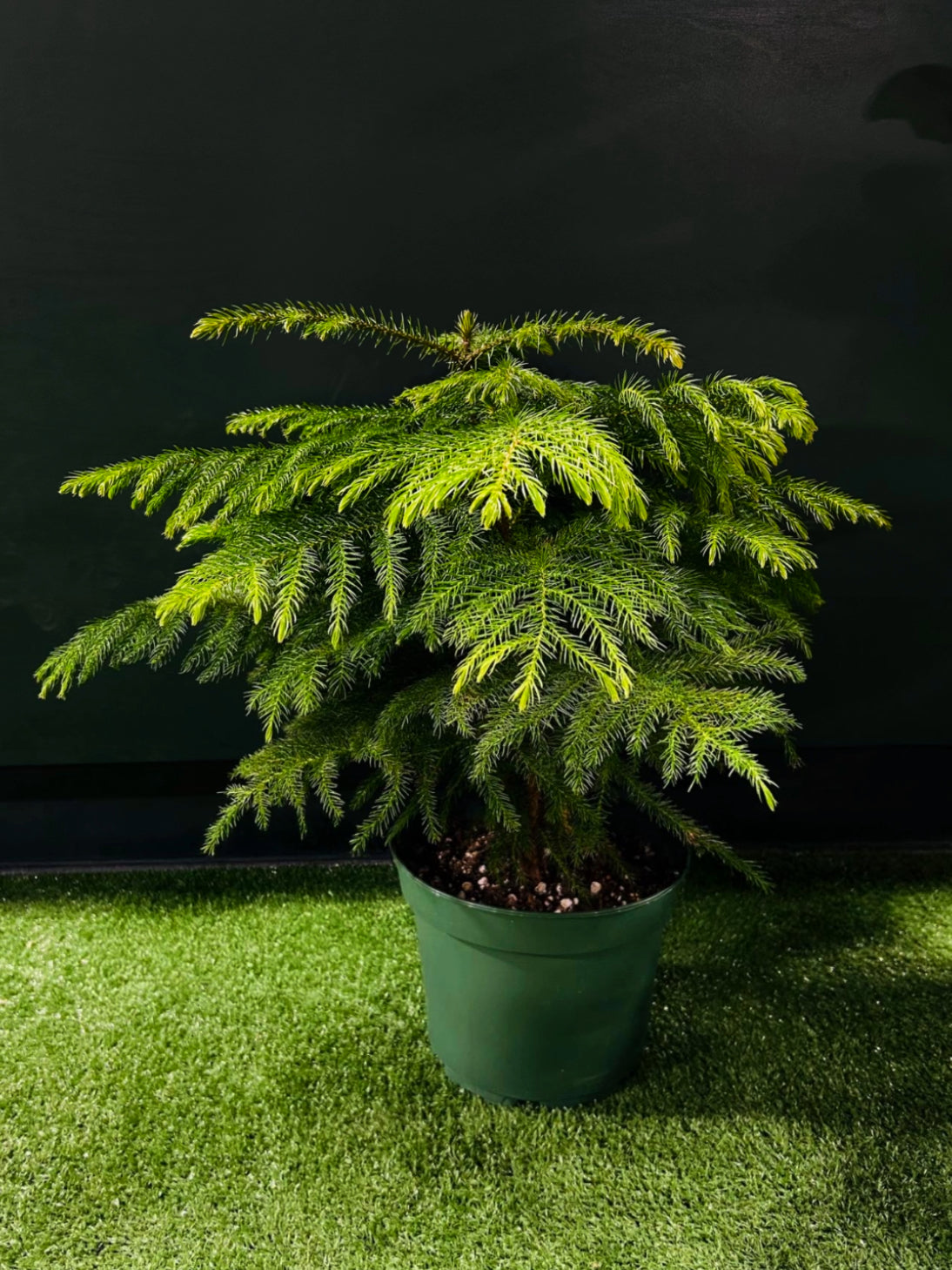 Norfolk Island Pine (Araucaria heterophylla) – Urbane Eight Inc.
