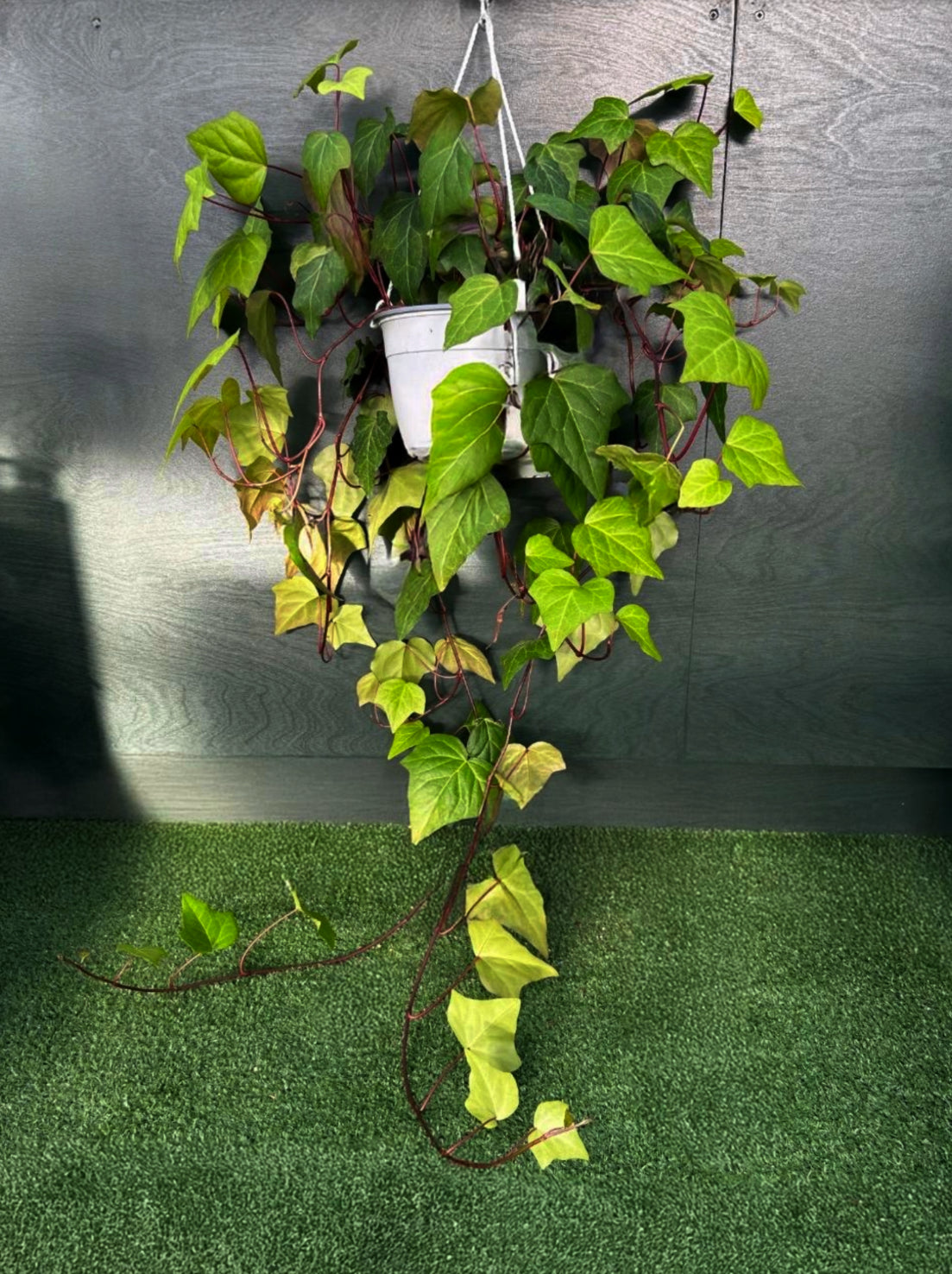 Ivy-Algerian – Urbane Eight Inc.