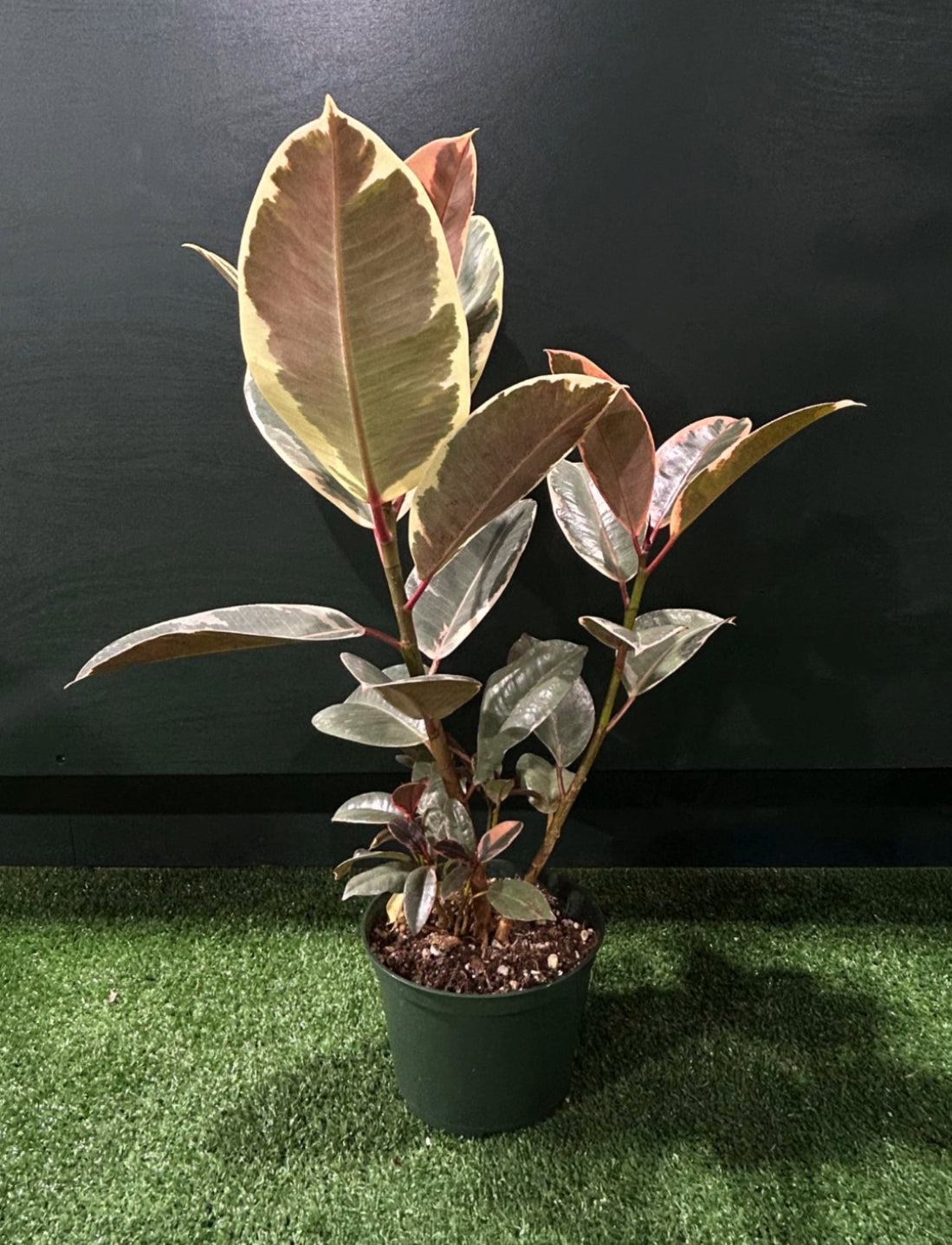 Ficus Rubber Tineke Plant – Urbane Eight Inc.