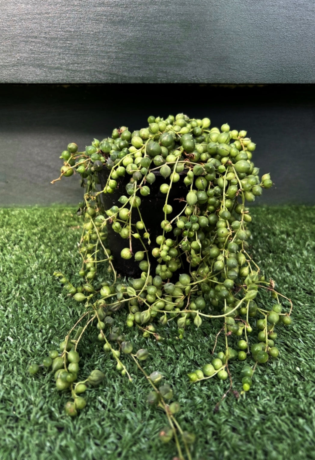 Senecio String of Pearls – Urbane Eight Inc.