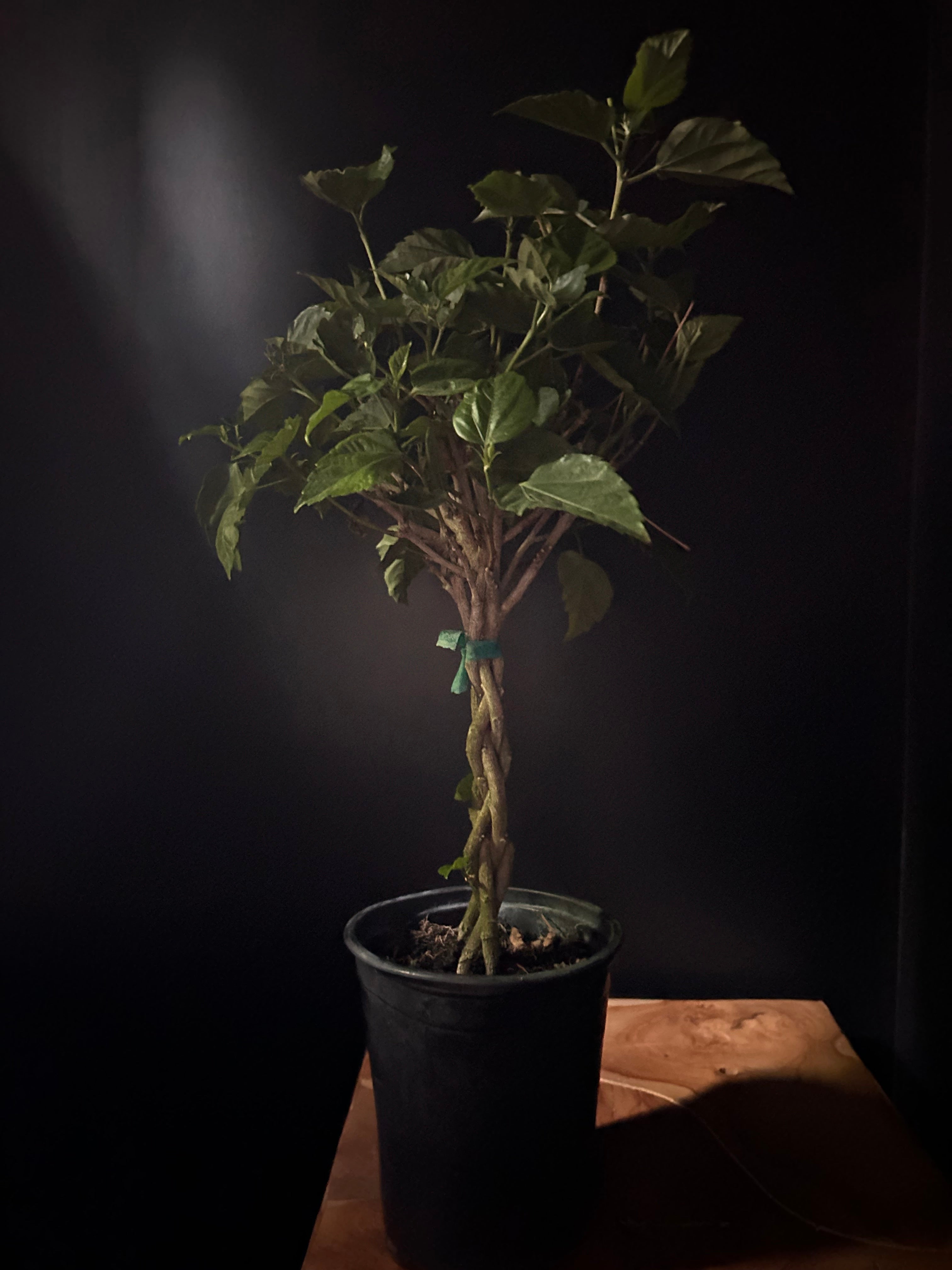 Hibiscus Braid rosa-sinensis – Urbane Eight Inc.