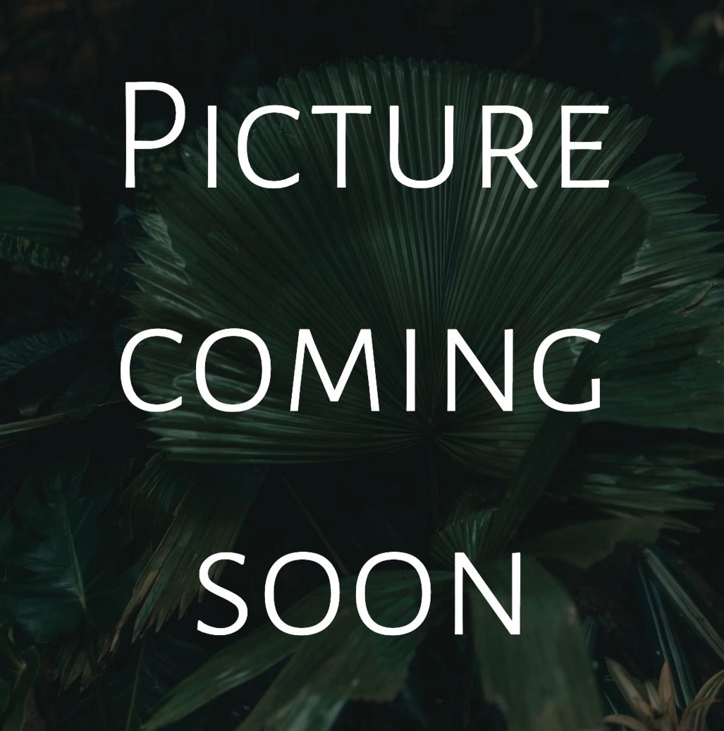 Shark Tooth Cactus (Epiphyllum anguliger) – Urbane Eight Inc.