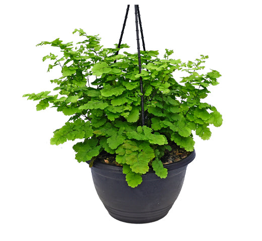 Maidenhair Fern 'Pacific Maid' (Adiantum raddianum 'Pacific Maid ...