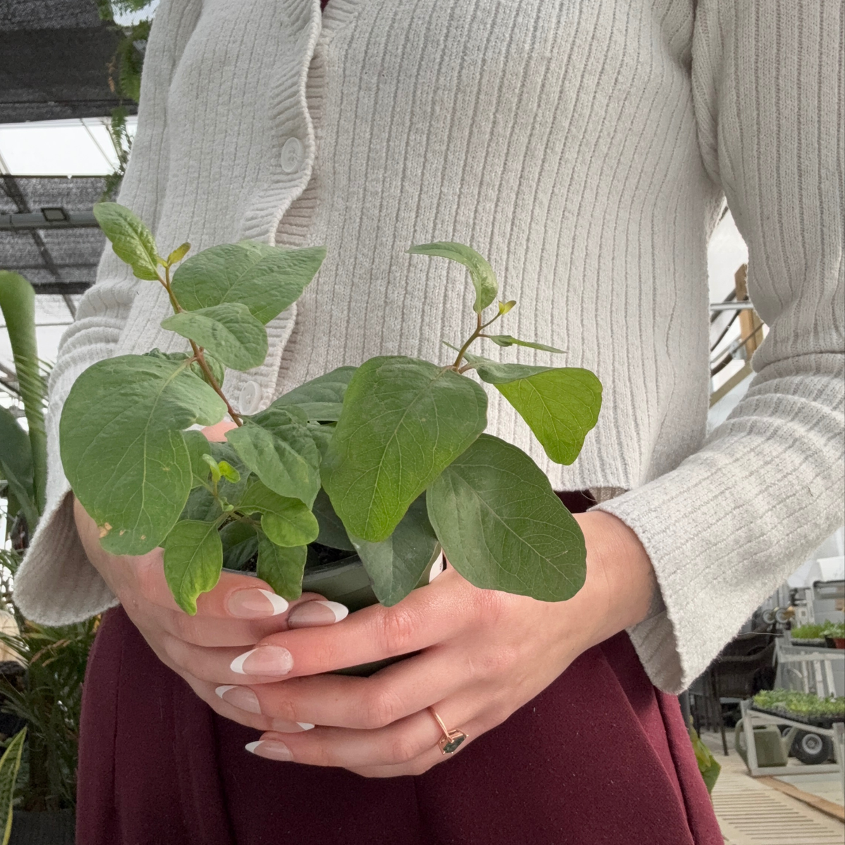 Eucalyptus populnea | Poplar Box Eucalyptus Plant – Urbane Eight Inc.