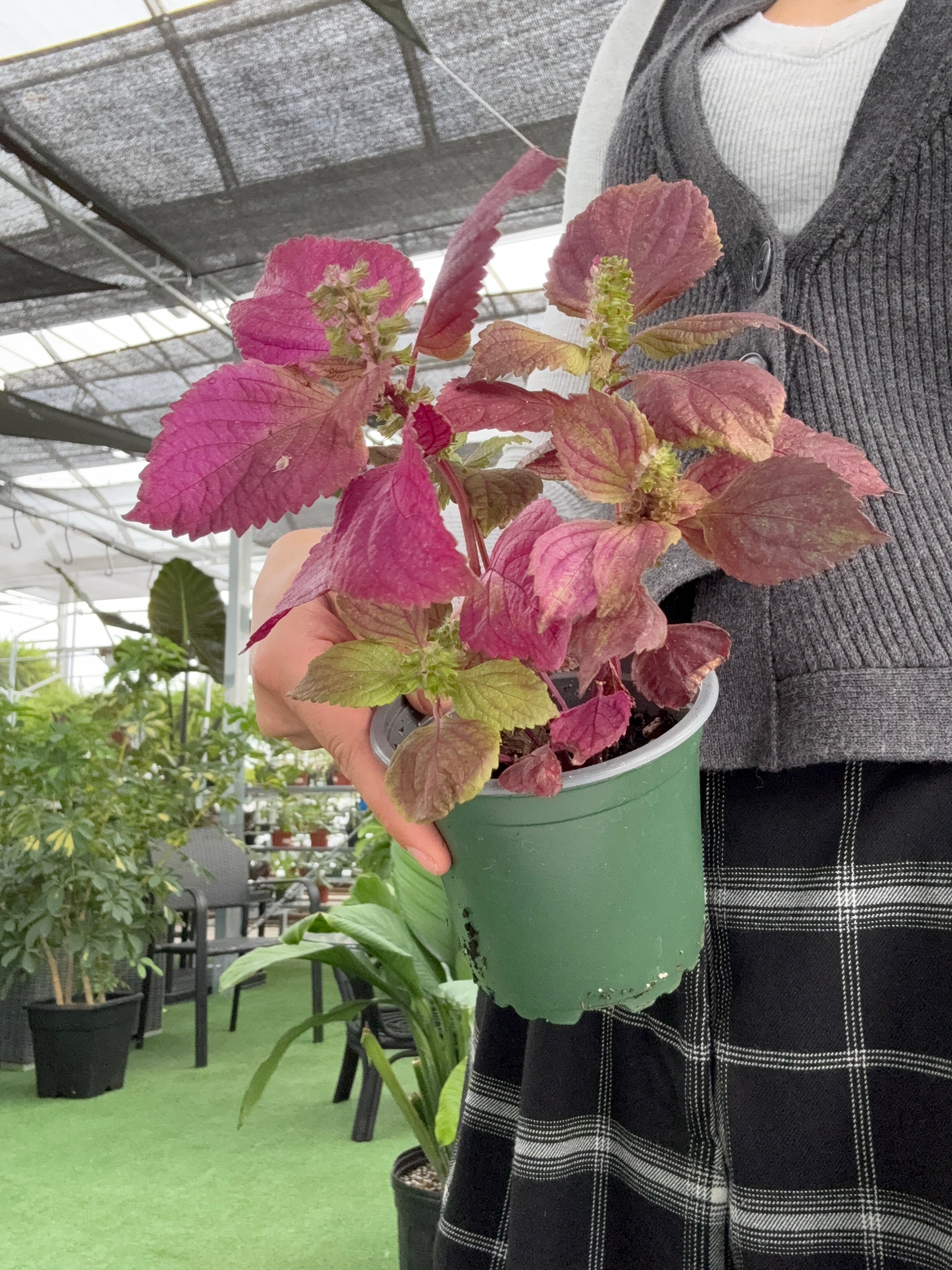 Shiso Plant | Perilla frutescens Herb – Urbane Eight Inc.